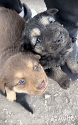 Щенятки ищут дом