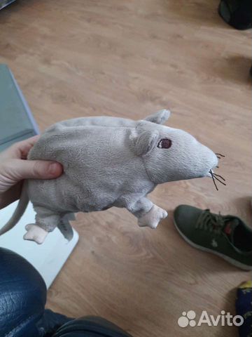 Крыса королевская