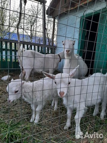 Продажа взрослых коз и козлят