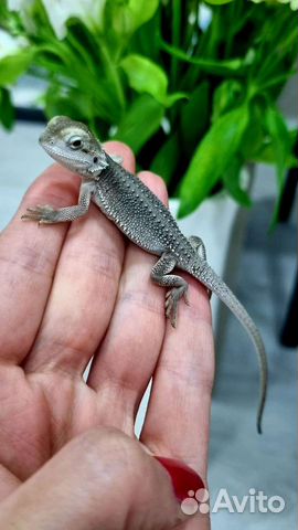 Бородатая агама