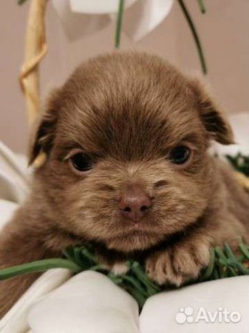 Щенки чихуахуа большой выбор, разные окрасы