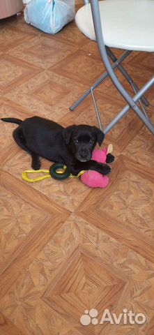 Щенок лабрадора черный