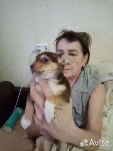 Щенки чихуахуа