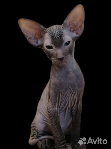 Кошечка петерболд