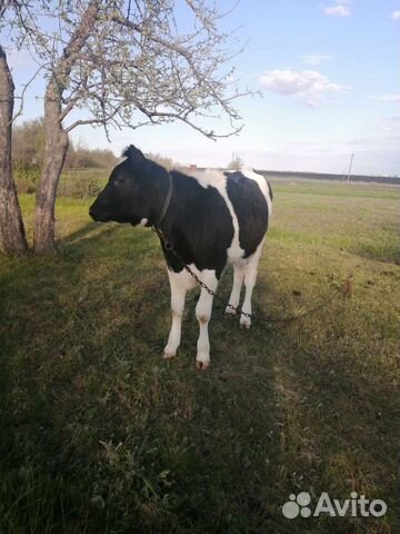 Тёлочка на племя