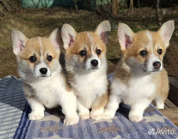 Вельшкорги щены