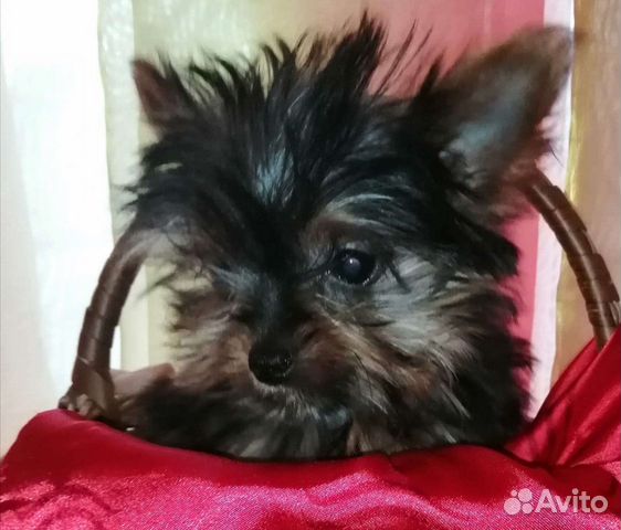Йоркширский терьер щенки