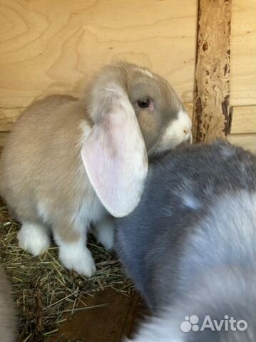 Кролики породы французский баран