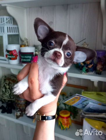 Расписная красотка