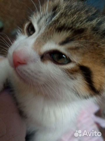 Котик в дар