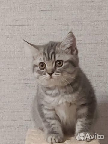 Британские котята