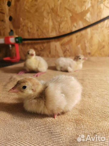 Индюшат биг-6 суточные