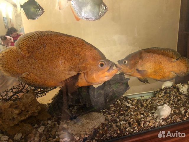 Астронотусы