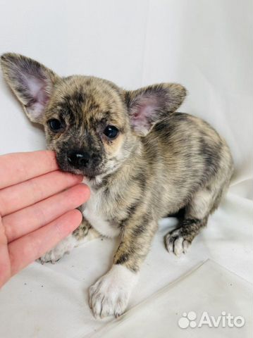 Щенки чихуахуа тигровый окрас