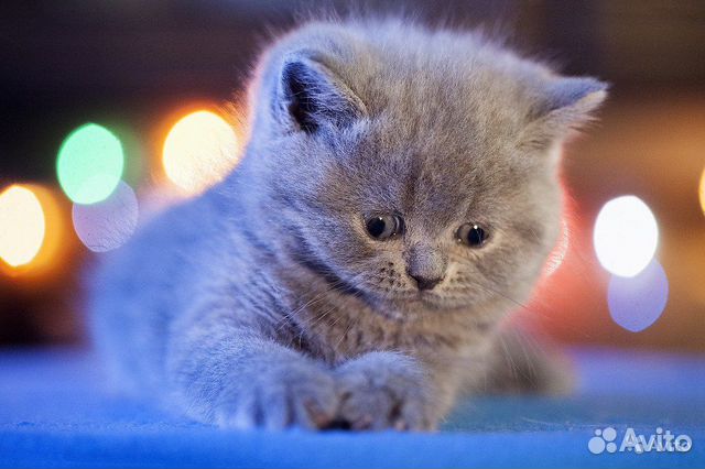 Клубные британцы голубого окраса