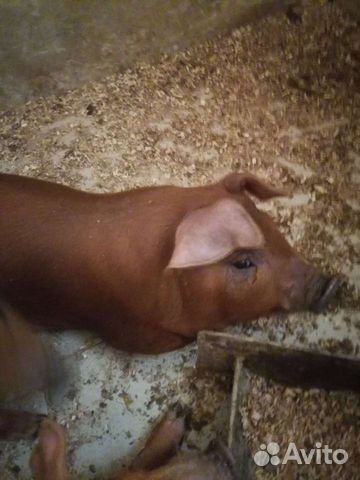 Поросята породы дюрок+кбп