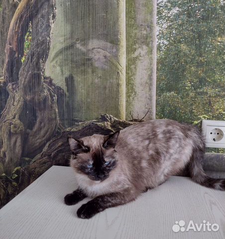 Стерилизованная Кира ищет дом