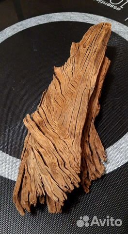 Коряга мангровая