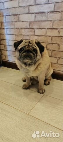 Отдам в добрые руки мопса Энрико