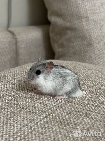 Джунгарские хомячки