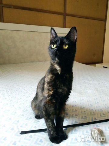 Кошка в добрые и ответственные руки