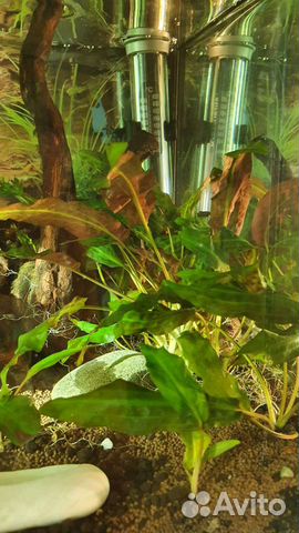 Аквариумные растения