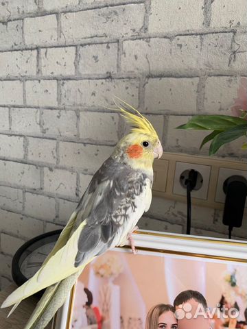 Попугай корелла с клеткой