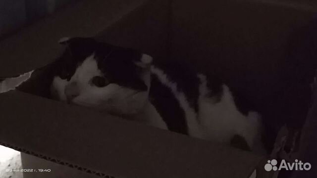 Кот