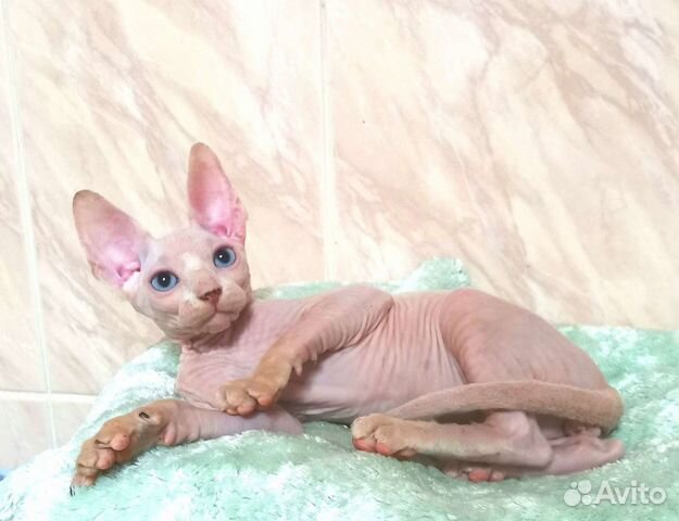 Канадский сфинкс Голубоглазый парень