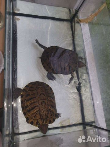 Красноухая черепаха