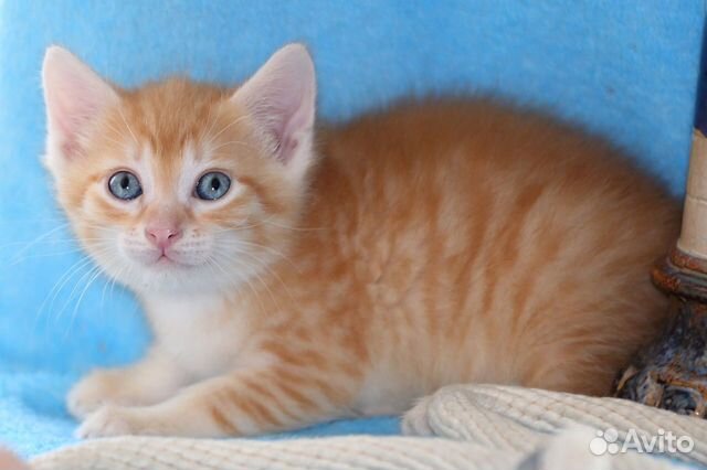 Котёнок 1,5 месяца