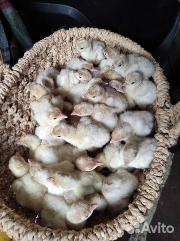 Индюки индюшата. Порода Биг