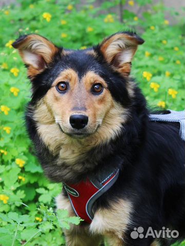 Собачка Кейси ищет дом