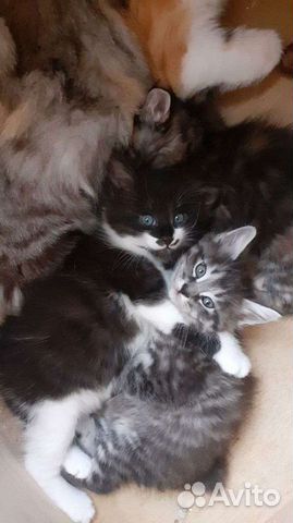 Мини рысь у Вас дома