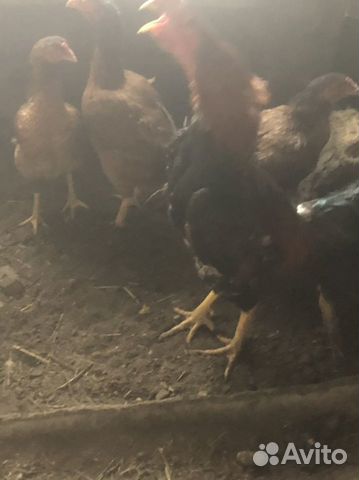 Бойцовые куры