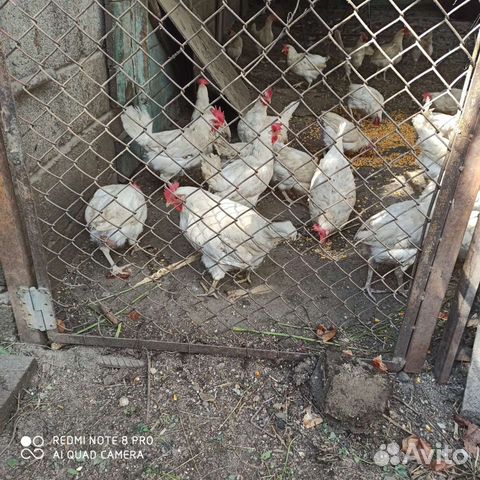 Куры несушки