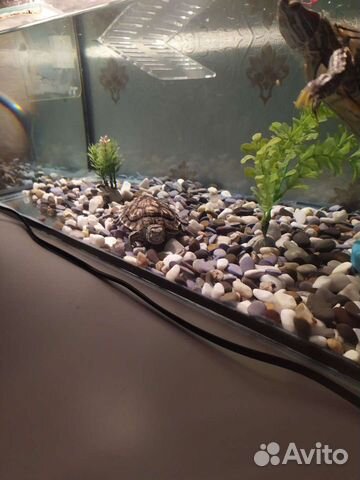 Черепашки красноухие