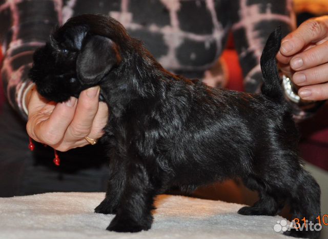Щенки цвергшнауцера черного окраса