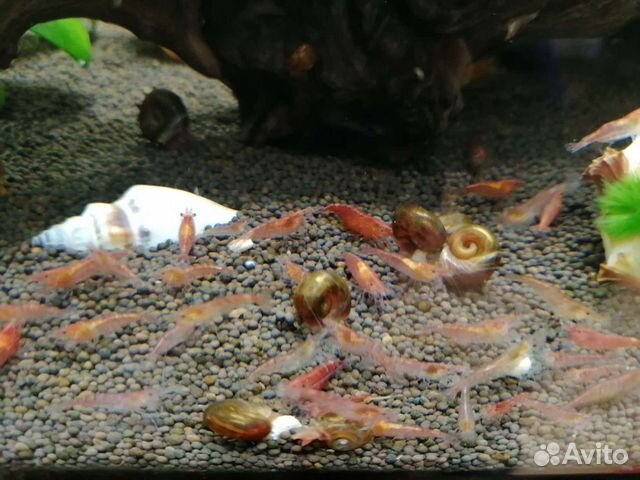 Креветки вишенки