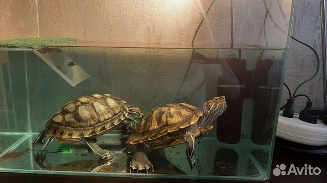 Черепашки красноухие