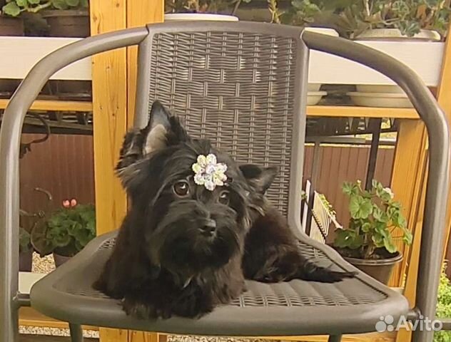 Девочка цветного йорка