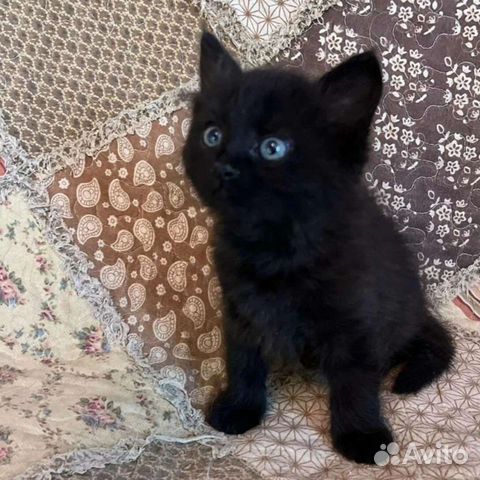 Чёрный котёнок крошка в добрые руки