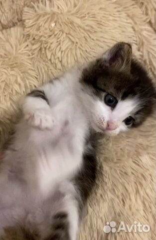 Котенок мальчик