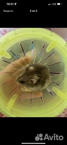 Джунгарский хомяк