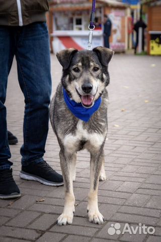 Шенон мечтает стать домашним