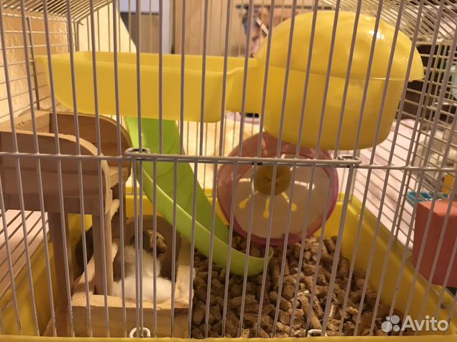 Джунгарский хомяк