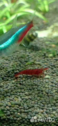 Креветка chery