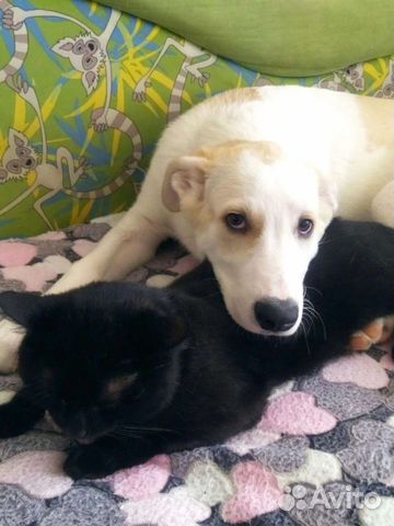 Щенок мальчик