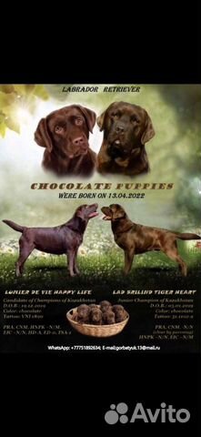 Продам щенят Лабрадора ретривер