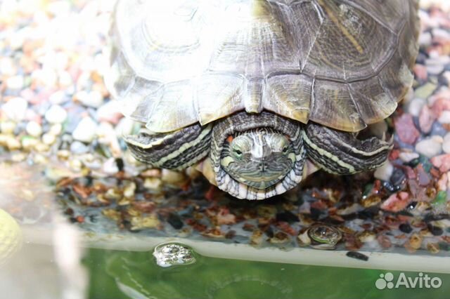 Красноухая черепашка с аквариумом